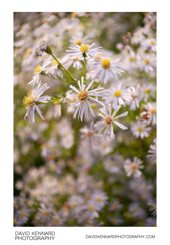 Michaelmas daisies (Aster sp.) (II) · David Kennard Photography