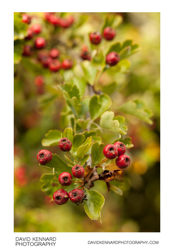 Hawthorn fruit (Crataegus monogyna) (I) · David Kennard Photography