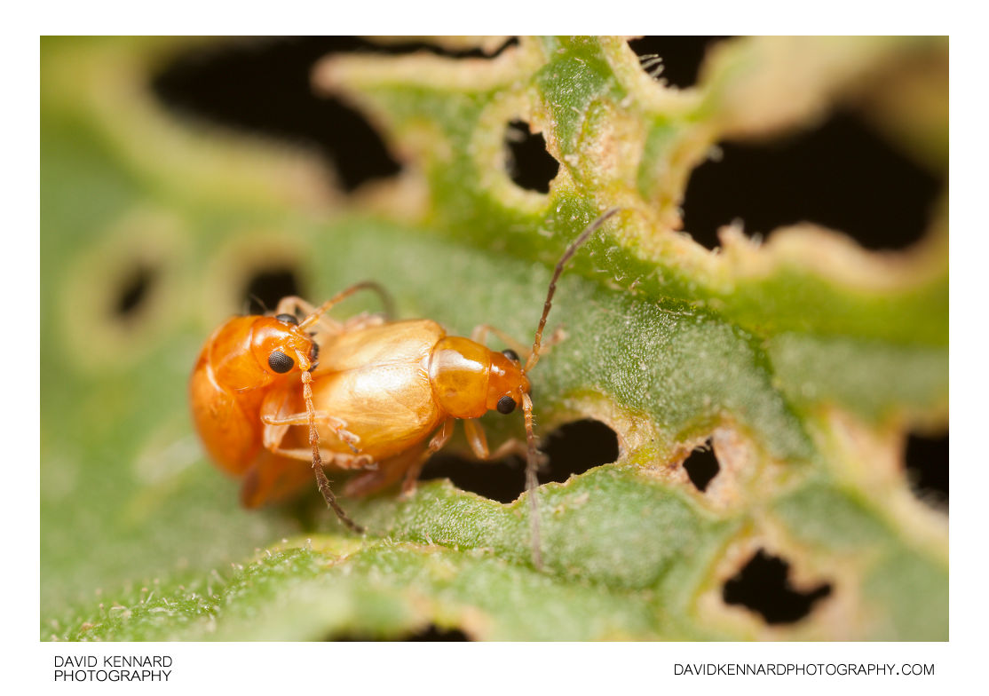 Longitarsus jacobaeae (Tansy Ragwort Flea beetle) in copula · David ...
