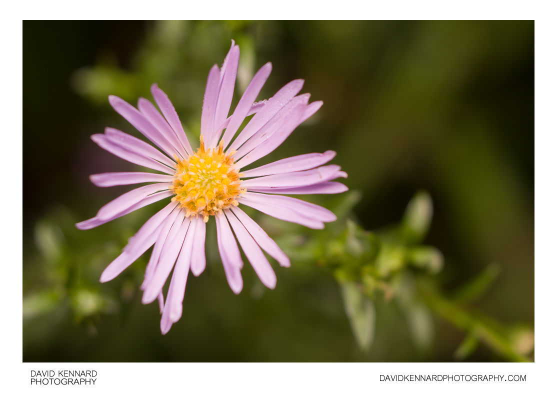 Aster sp. (Michaelmas daisy) flower · David Kennard Photography