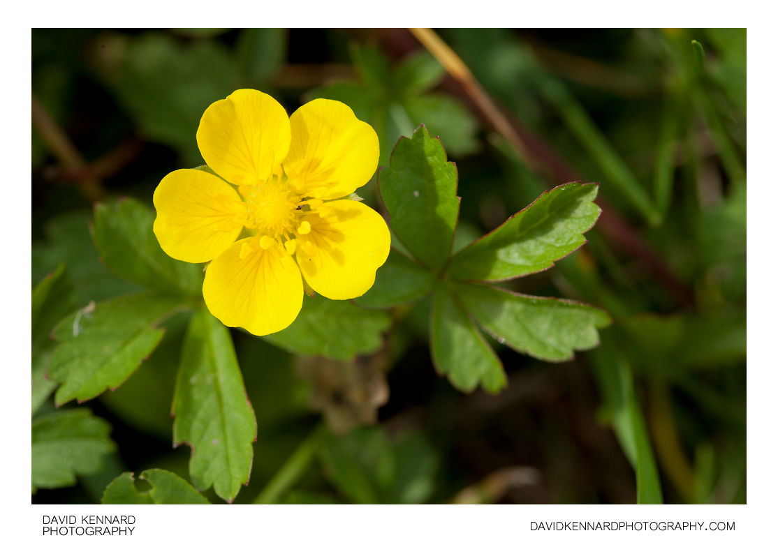 Potentilla reptans (Creeping cinquefoil) flower (I) · David Kennard ...