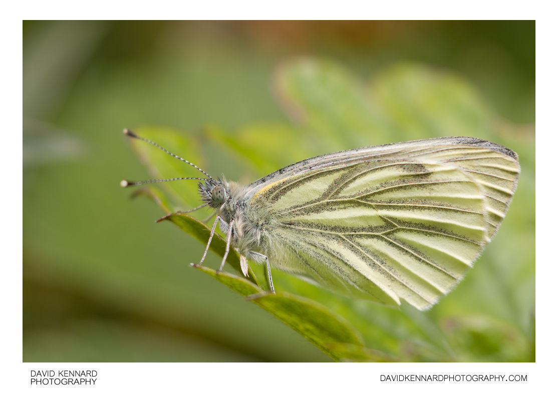 Pieris napi (Green-veined White) · David Kennard Photography