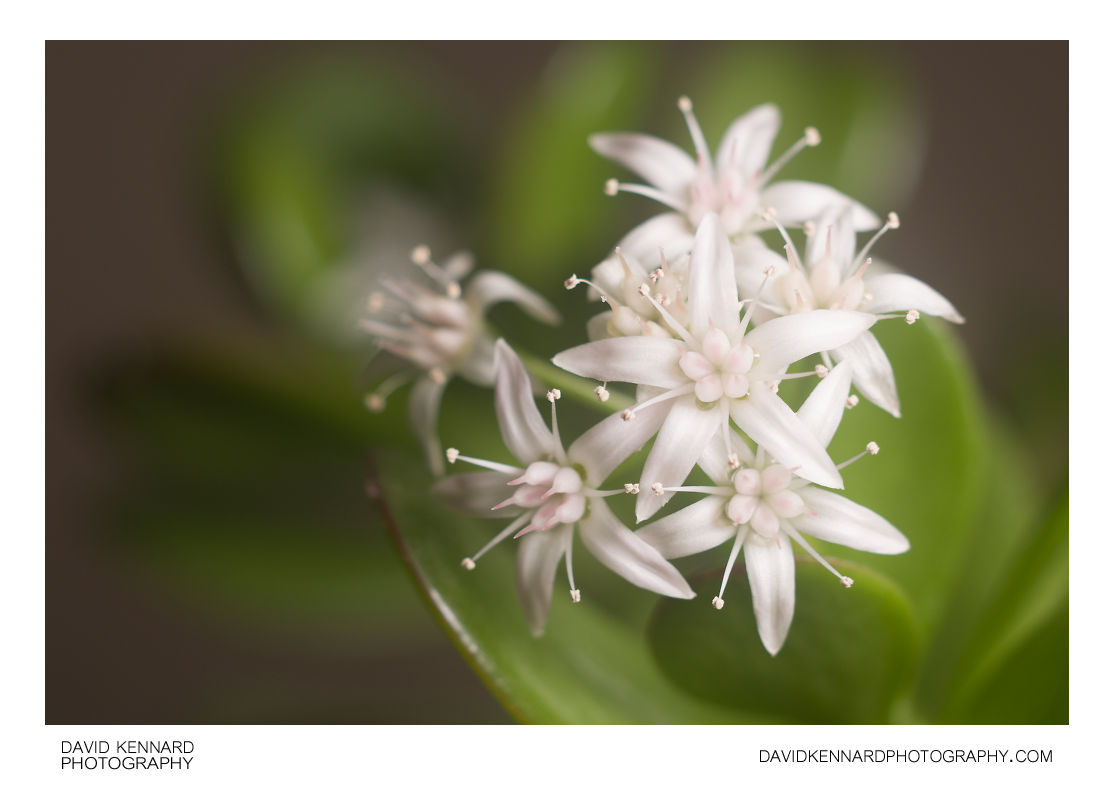 Crassula ovata (Money tree) flowers · David Kennard Photography