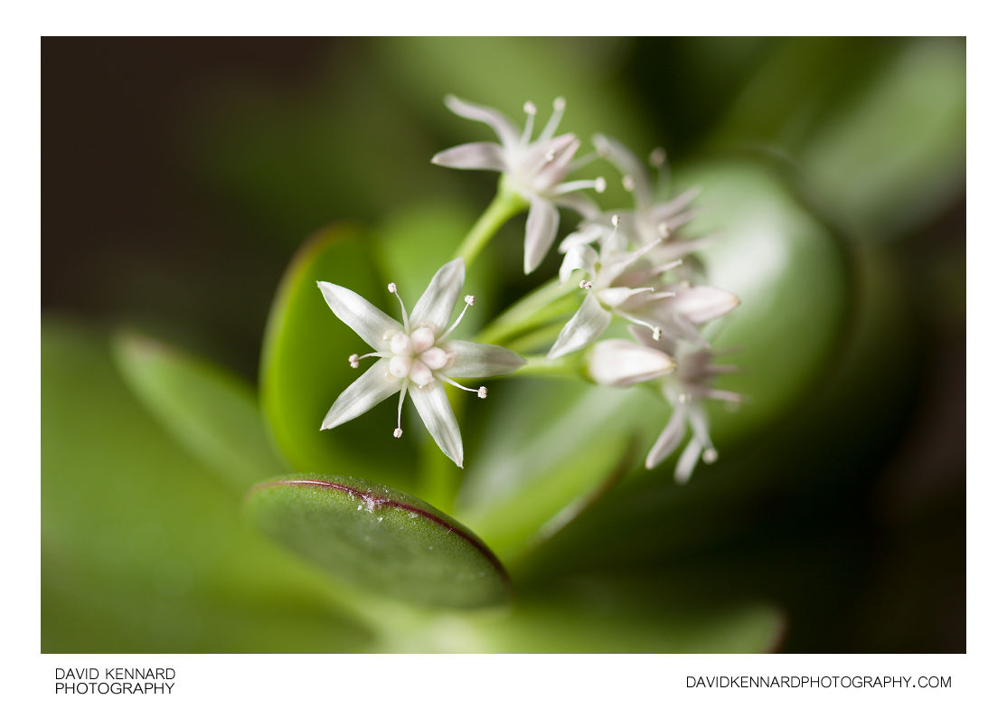 Crassula ovata (Jade plant) flowers (V) · David Kennard Photography