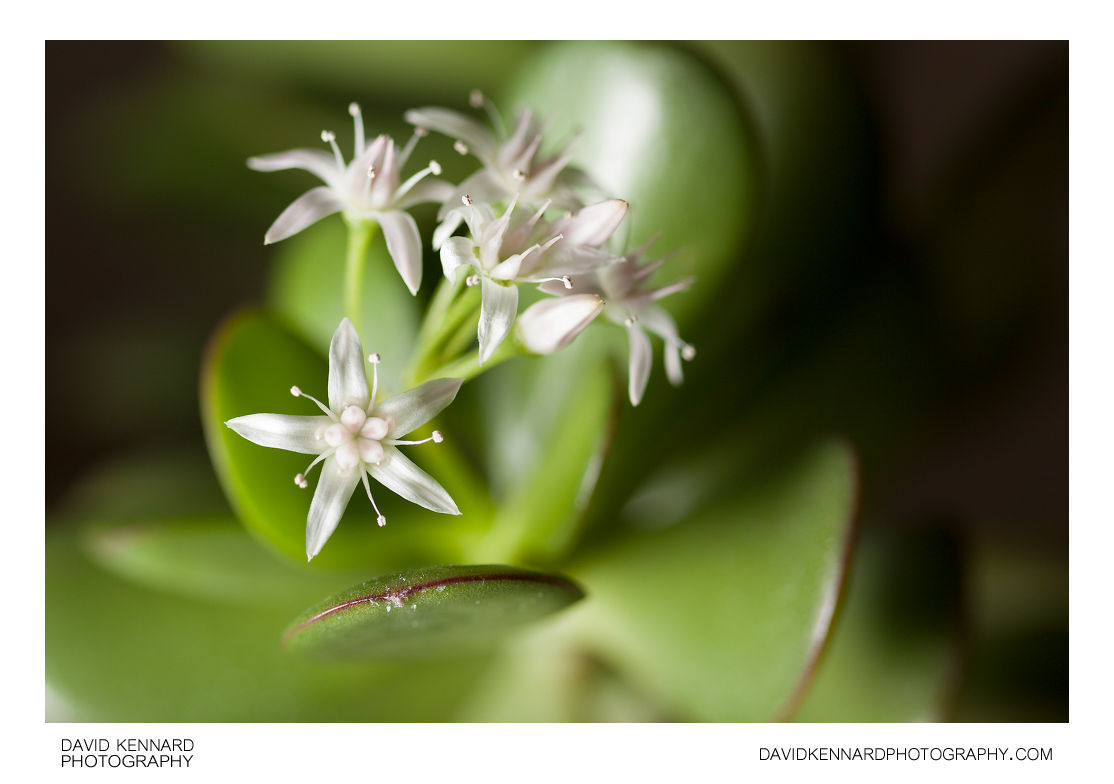 Crassula ovata (Jade plant) flowers (VII) · David Kennard Photography