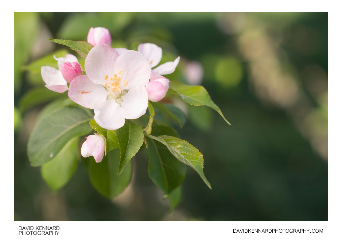 Malus sylvestris (European Crabapple) flower · David Kennard Photography