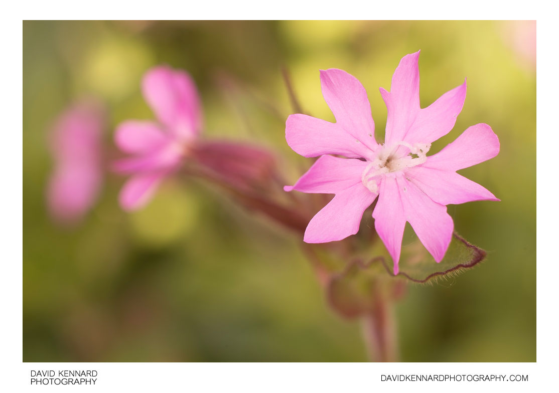 Red Campion (Silene dioica) flower female · David Kennard Photography