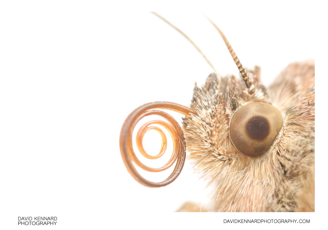 Silver Y (Autographa Gamma) (I) · David Kennard Photography