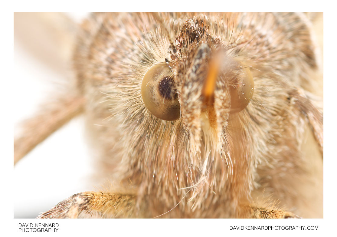 Silver Y (Autographa Gamma) (III) · David Kennard Photography