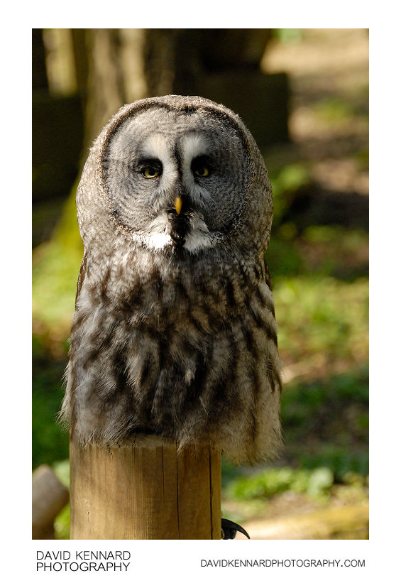 Great Grey Owl (Strix nebulosa) (II) · David Kennard Photography