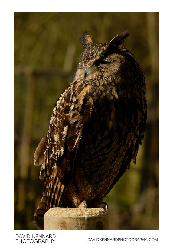 Eagle Owl (Bubo sp.) (I) · David Kennard Photography