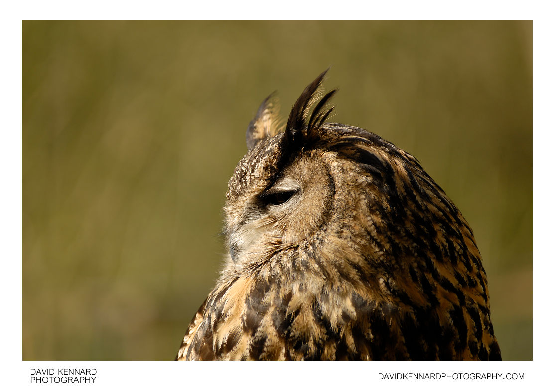 Eagle Owl (Bubo sp.) (II) · David Kennard Photography