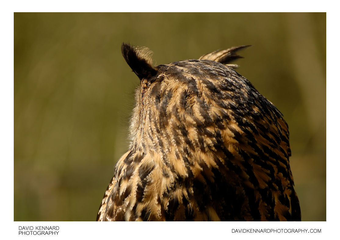 Eagle Owl (Bubo sp.) (III) · David Kennard Photography