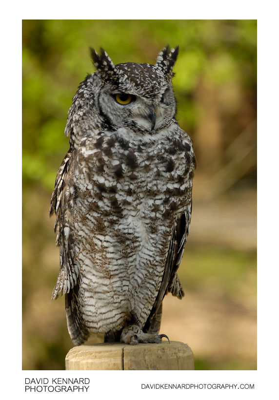 Spotted Eagle Owl (Bubo africanus) (I) · David Kennard Photography