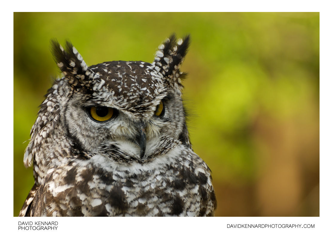 Spotted Eagle Owl (Bubo africanus) (II) · David Kennard Photography