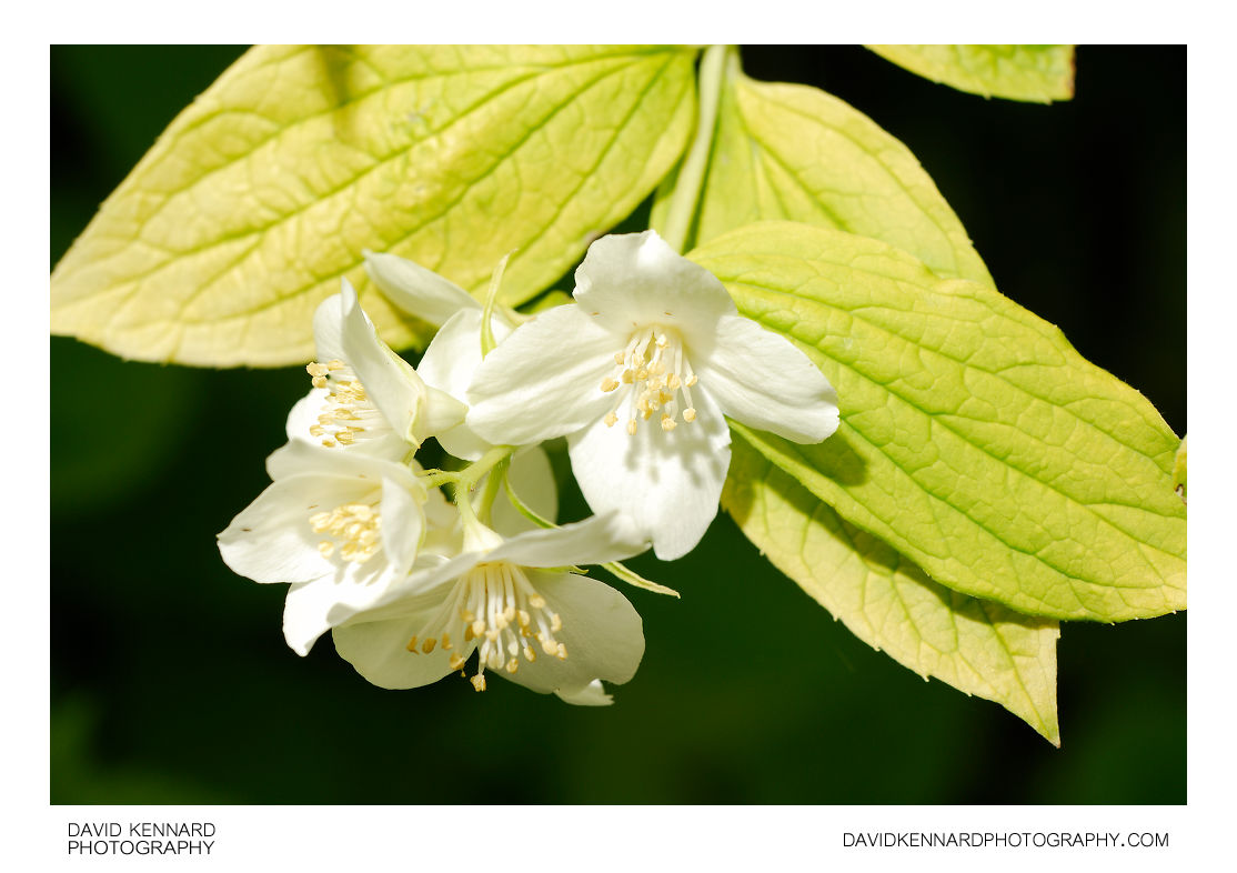 Golden Mock-orange (Philadelphus coronarius aureus) flowers · David ...