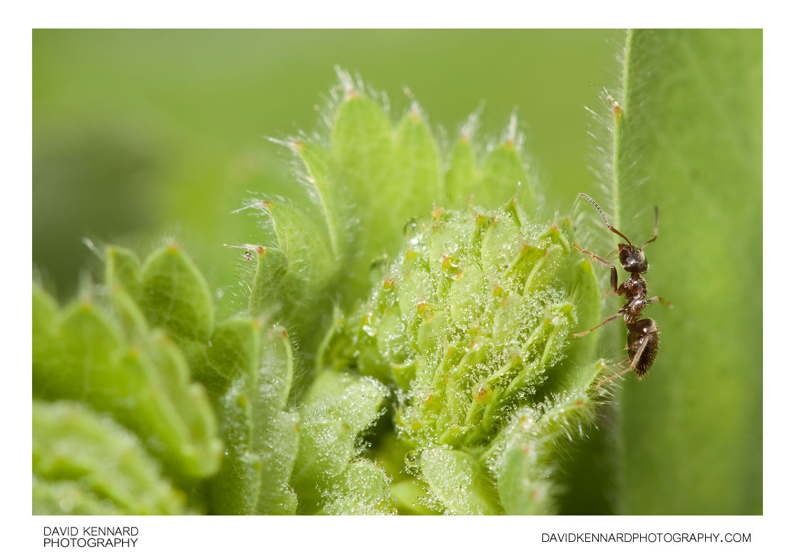 Black garden ant on Lady's Mantle (II) · David Kennard Photography
