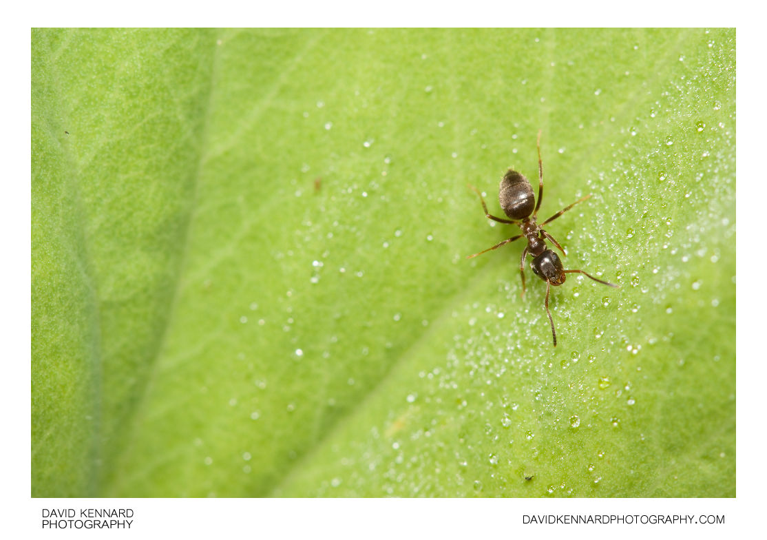Black garden ant on Lady's Mantle (V) · David Kennard Photography