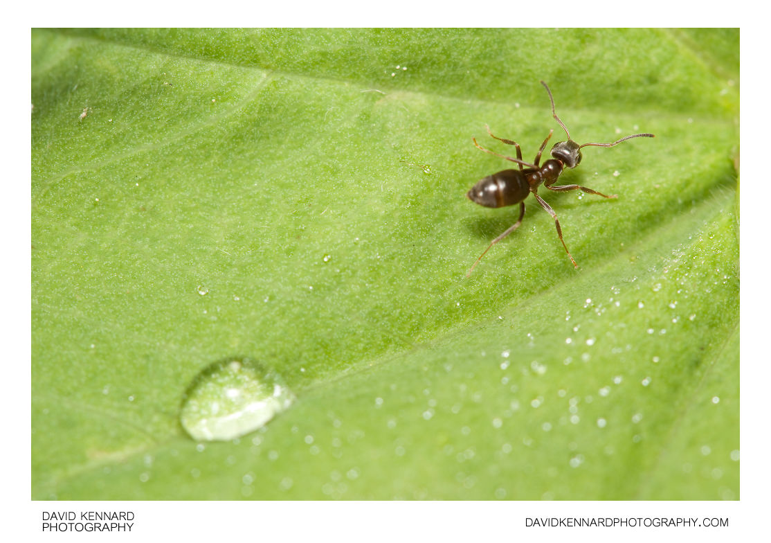 Black garden ant on Lady's Mantle (VIII) · David Kennard Photography