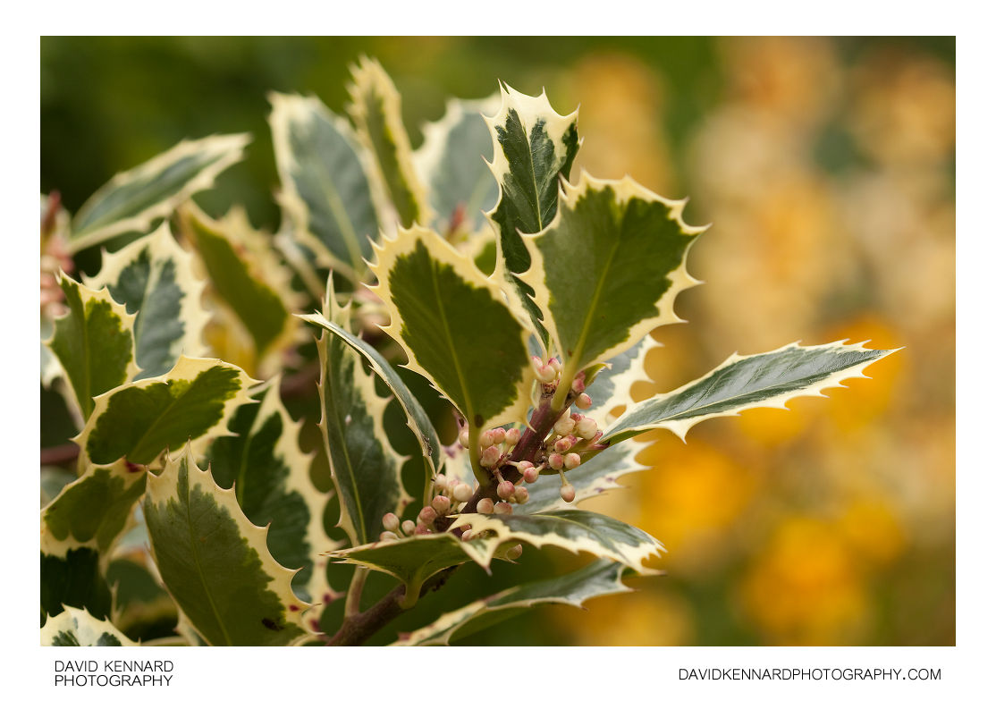 Ilex aquifolium 'Silver Queen' European Holly (IV) · David Kennard ...