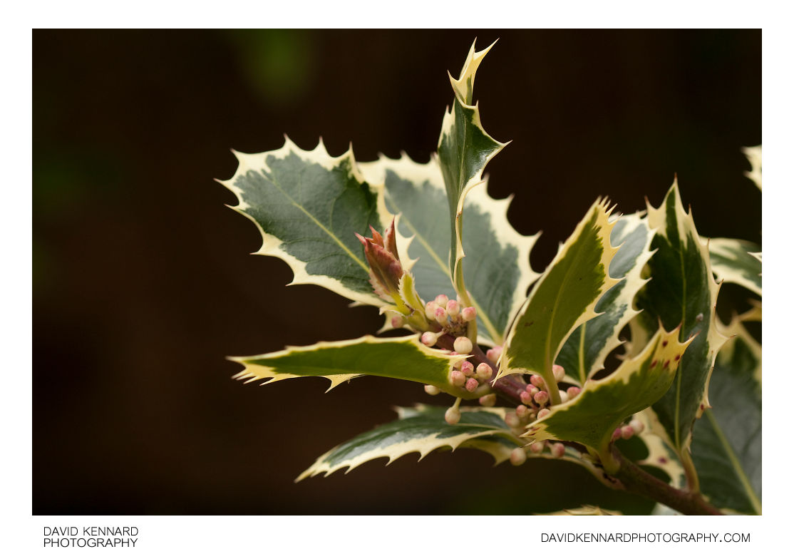 Ilex aquifolium 'Silver Queen' European Holly (V) · David Kennard ...