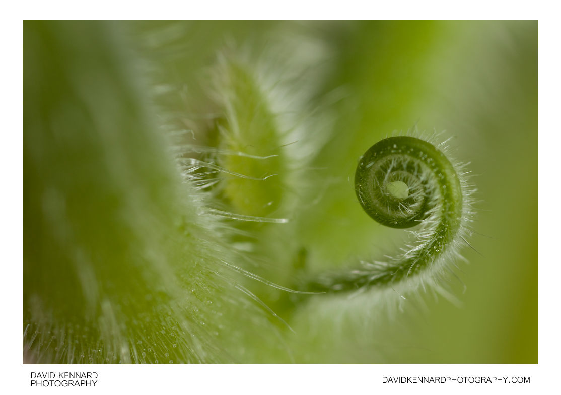 Butternut squash (Cucurbita moschata) tendril (I) · David Kennard ...