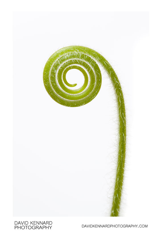 Butternut squash (Cucurbita moschata) tendril (IV) · David Kennard ...