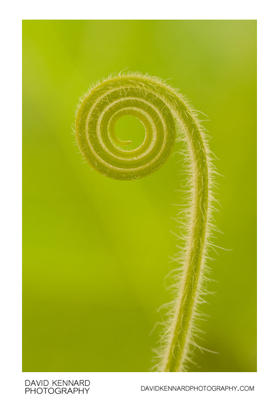 Butternut squash (Cucurbita moschata) tendril (V) · David Kennard ...