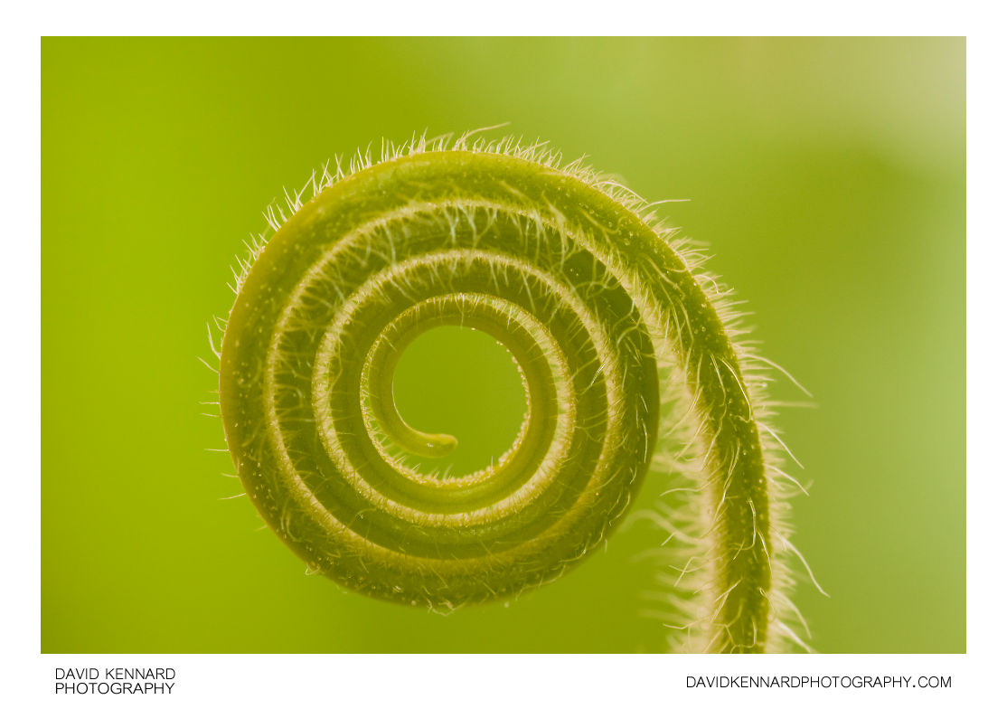 Butternut squash (Cucurbita moschata) tendril (VI) · David Kennard ...