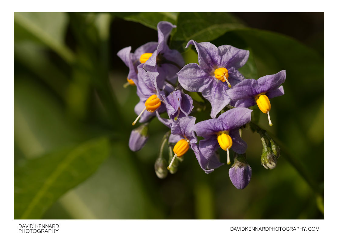 Chilean Potato Tree (Solanum crispum) (I) · David Kennard Photography