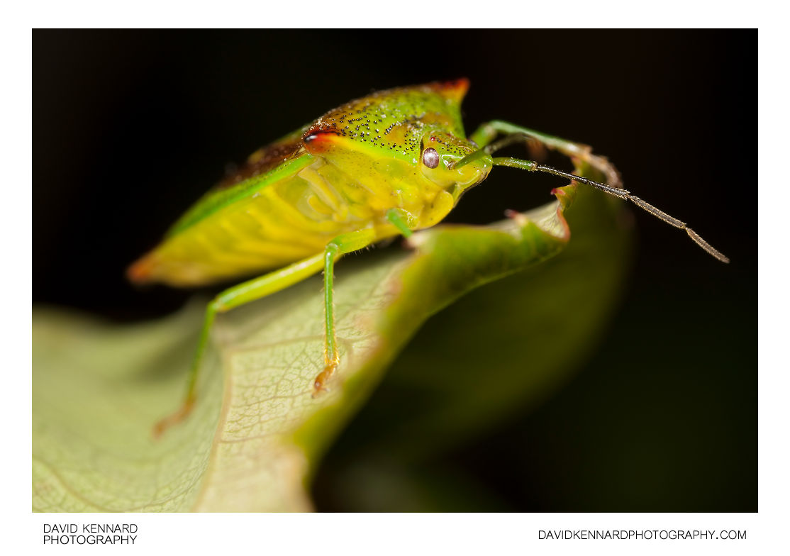 Hawthorn shield bug (Acanthosoma haemorrhoidale) (I) · David Kennard ...