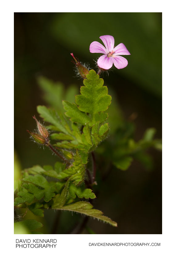 Herb Robert (Geranium robertianum) (VI) · David Kennard Photography