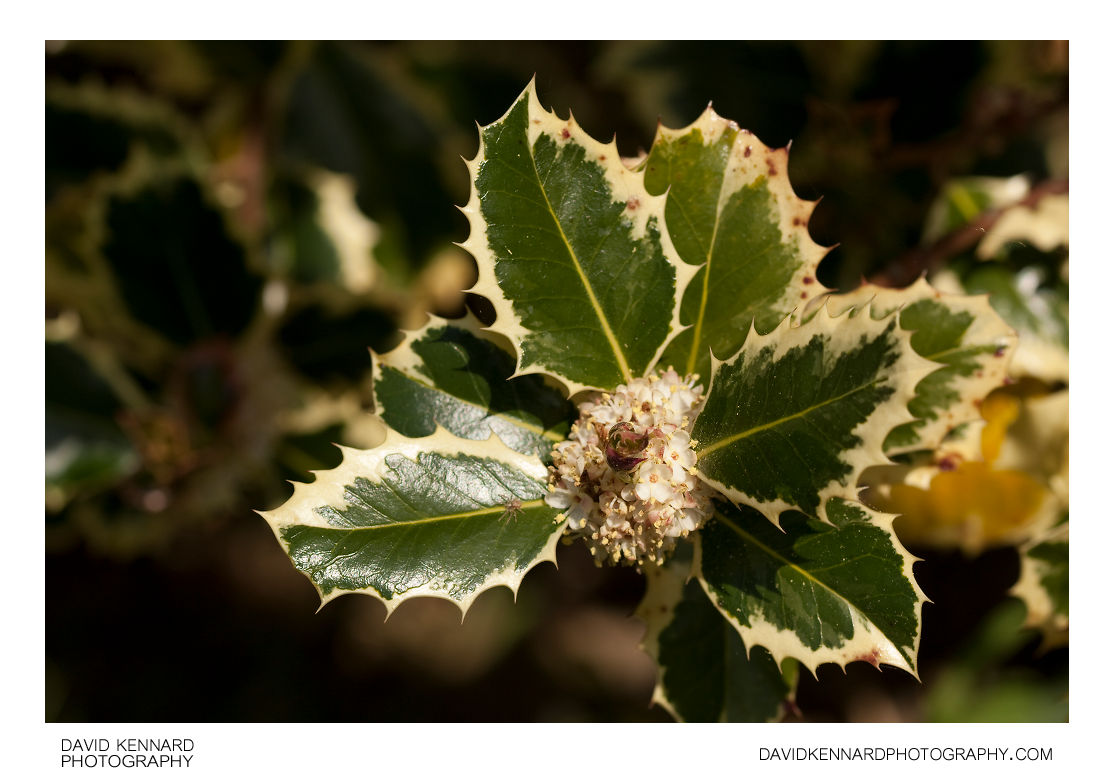 Ilex aquifolium 'Silver Queen' European Holly (IX) · David Kennard ...