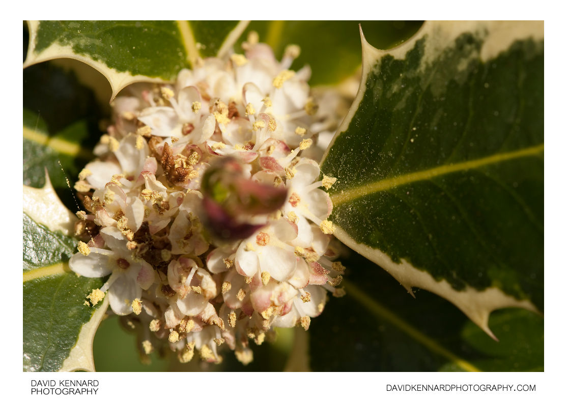 Ilex aquifolium 'Silver Queen' European Holly (X) · David Kennard ...
