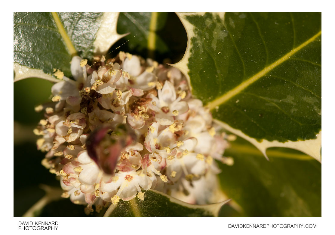 Ilex aquifolium 'Silver Queen' European Holly (XI) · David Kennard ...