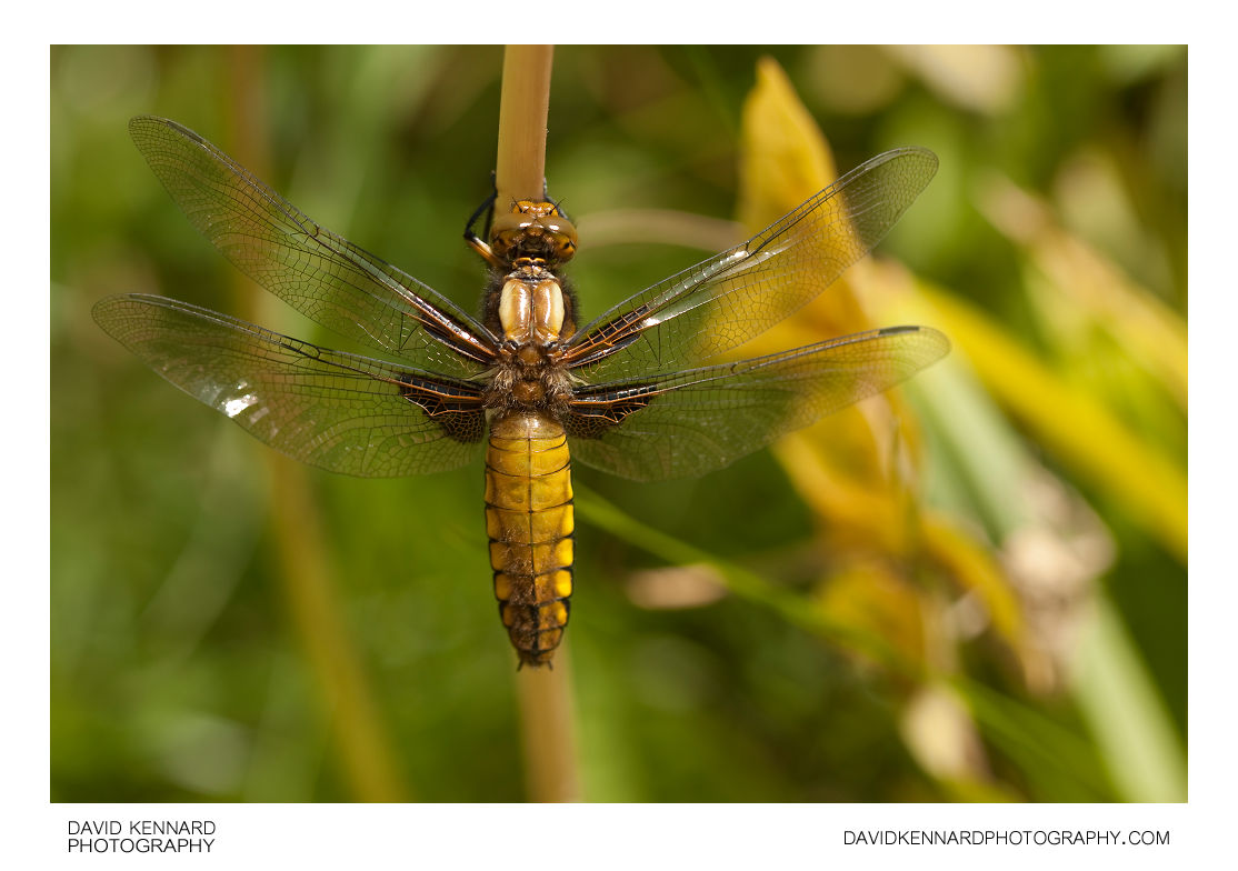 Female Broad-bodied Chaser (Libellula depressa) (III) · David Kennard ...