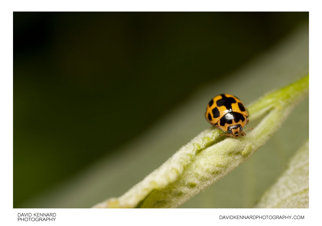 14-spotted ladybird (Propylea quatuordecimpunctata) (I) · David Kennard ...