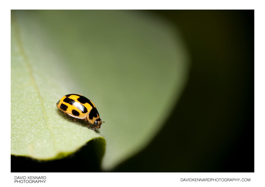 14-spotted ladybird (Propylea quatuordecimpunctata) (II) · David ...