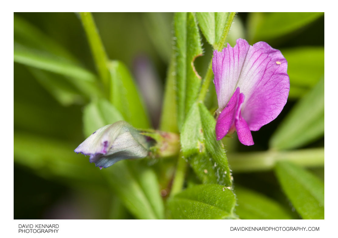 Common Vetch (Vicia sativa) (II) · David Kennard Photography