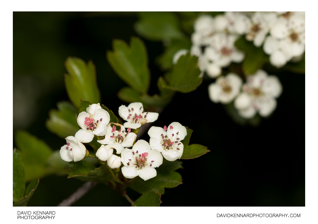 Common Hawthorn (Crataegus monogyna) (II) · David Kennard Photography