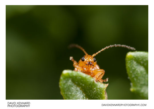 Longitarsus jacobaeae – Tansy Ragwort Flea Beetle · David Kennard ...