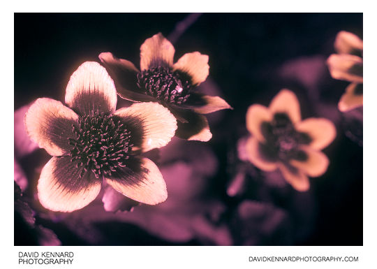 Ultraviolet and multispectral flower photos · David Kennard Photography
